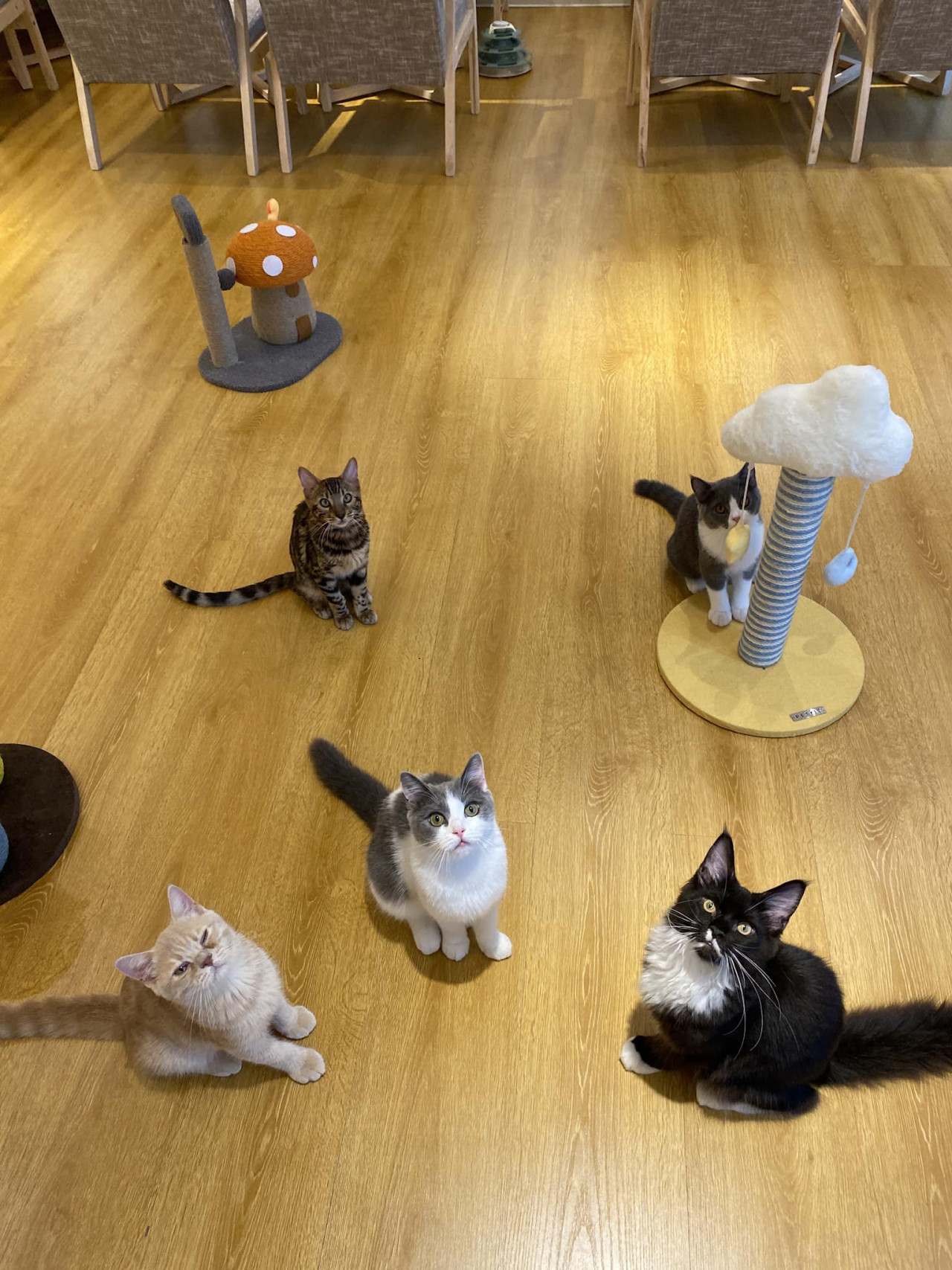 本地5大貓Cafe推薦 旺角浪浪收容所/人寵共用空間/荃灣貓之茶房 | UHK 港生活