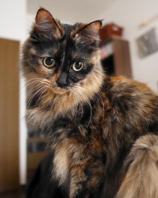 原來憑貓貓花色可以睇出性格？ 剖析常見7大貓種性格 | UHK 港生活