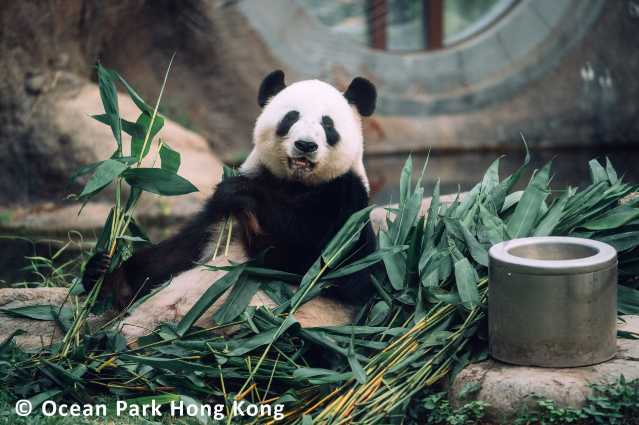 海洋公園大熊貓盈盈誕龍鳳胎 市民興奮倡改名叫「香香」、「港港」？ | UHK 港生活