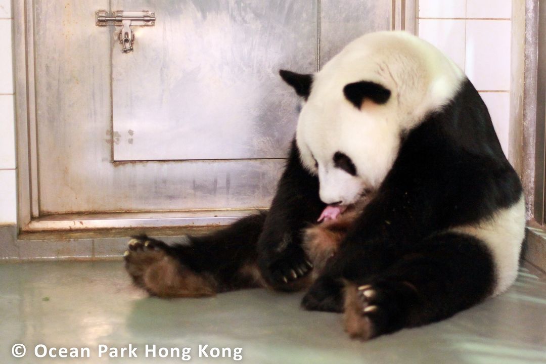 海洋公園派8款透明熊貓咭 家姐/細佬/盈盈/樂樂都有份 | UHK 港生活