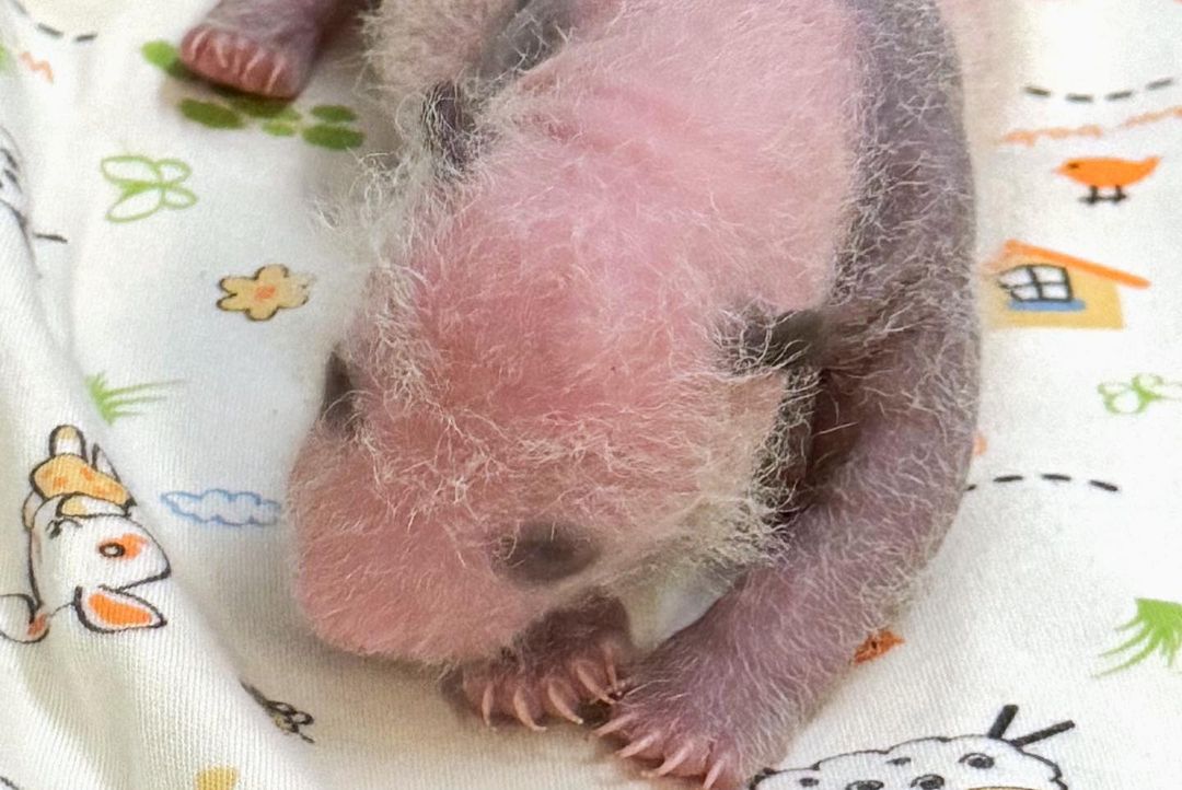 海洋公園推「大熊貓BB滿月有獎活動」！免費大派薑醋卡！ | ezone