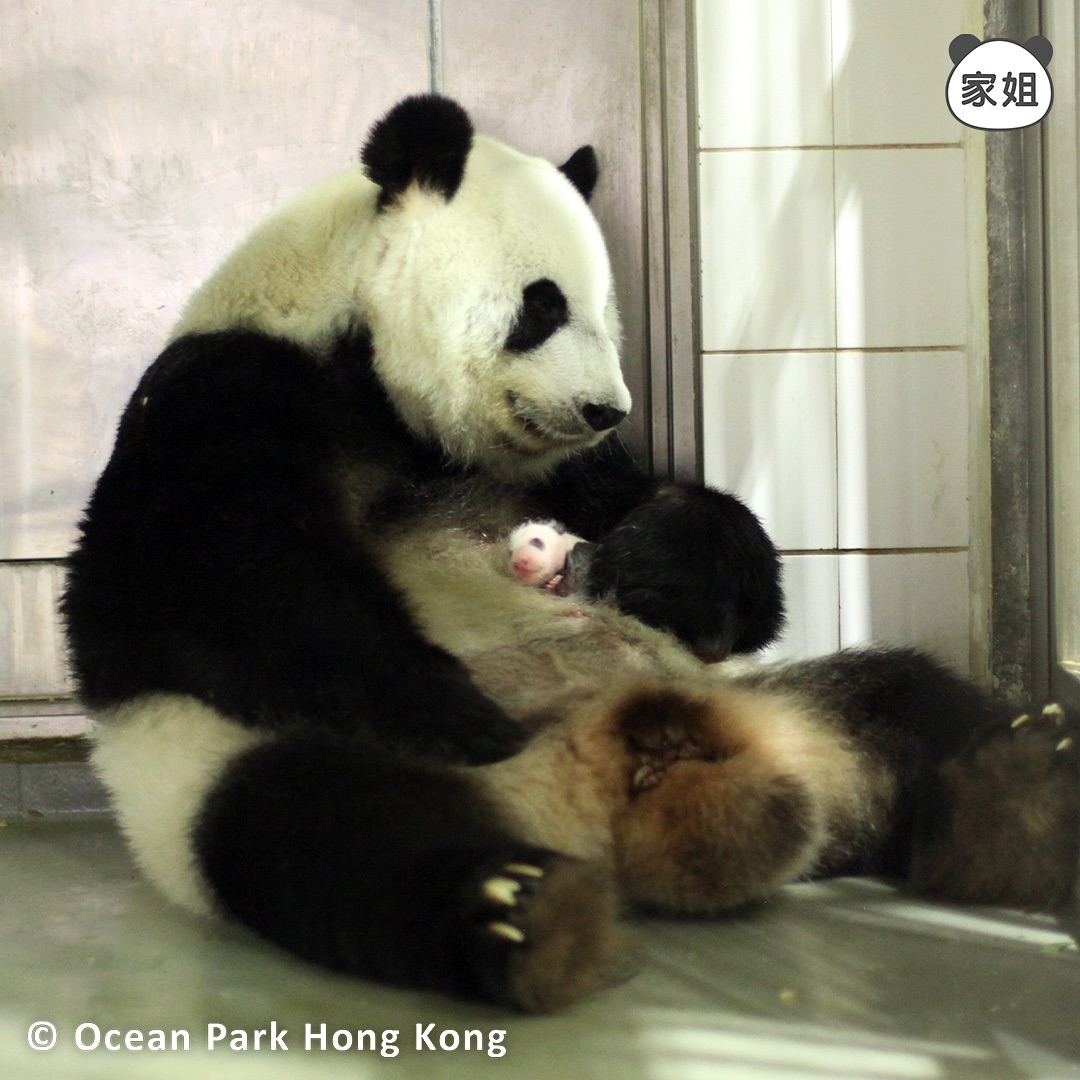 港產大熊貓｜大熊貓BB周六滿月 海洋公園送815份薑醋 | UHK 港生活