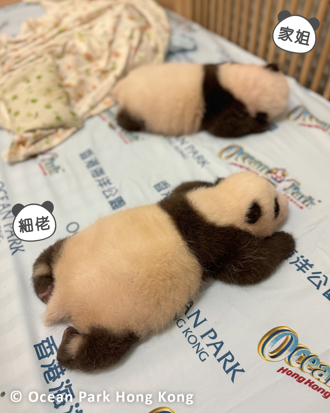 海洋公園百日慶典派對！大熊貓BB家姐細佬滿100日免費送紅雞蛋、豬腳薑醋 | UHK 港生活