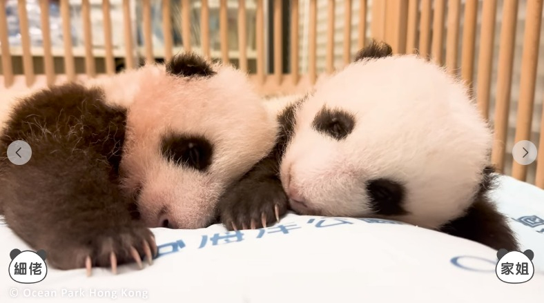 海洋公園百日慶典派對！大熊貓BB家姐細佬滿100日免費送紅雞蛋、豬腳薑醋 | UHK 港生活