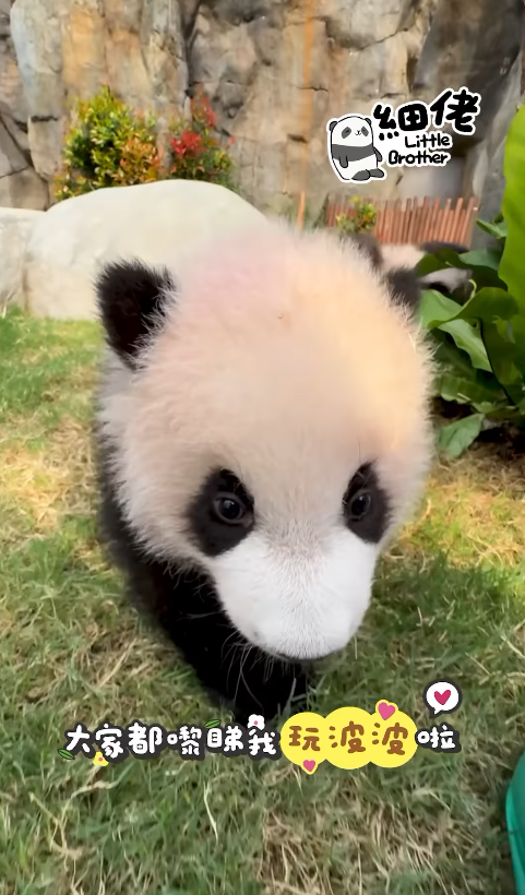 Starbucks「Into the Panda-dise」系列！超可愛熊貓造型星巴克熊／夢幻雪球咖啡杯！ | UHK 港生活