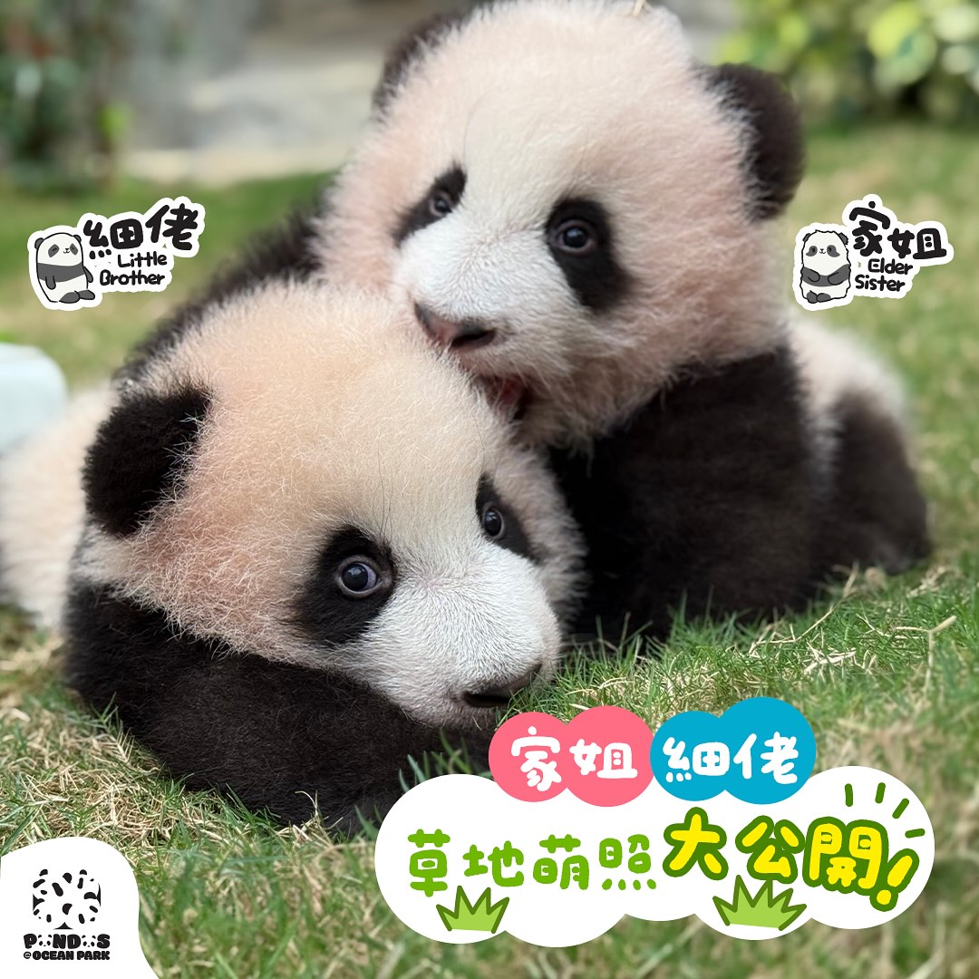 Starbucks「Into the Panda-dise」系列！超可愛熊貓造型星巴克熊／夢幻雪球咖啡杯！ | UHK 港生活