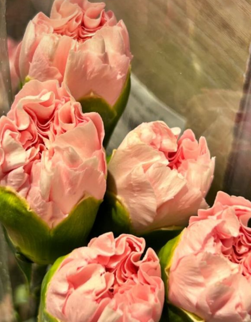 母親節送花康乃馨/玫瑰最平$48.9束！DONKI多間分店有售 | UHK 港生活