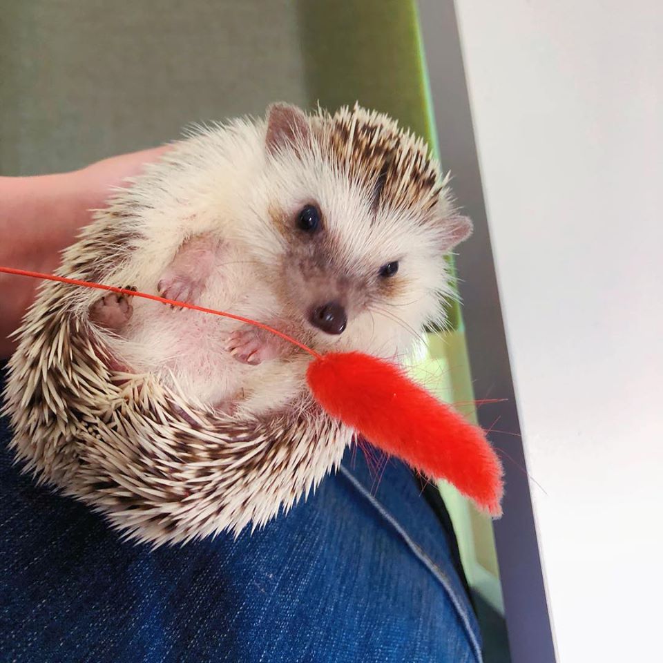 台北4大人氣動物Cafe 親親超萌刺蝟/哥基/貓仔 | U Travel