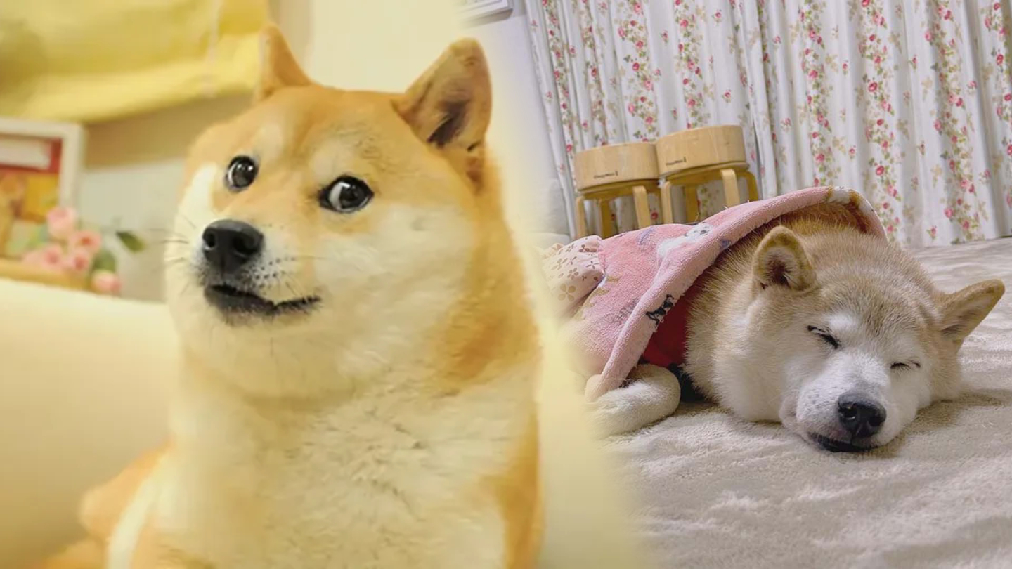 柴犬迷因圖Doge本尊Kabosu離世 全球粉絲哀悼 | ezone