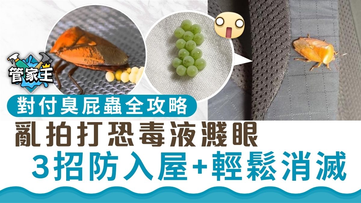 臭屁蟲處理全攻略｜亂拍打恐毒液濺眼 3招防入屋+輕鬆消滅 | UHK 港生活