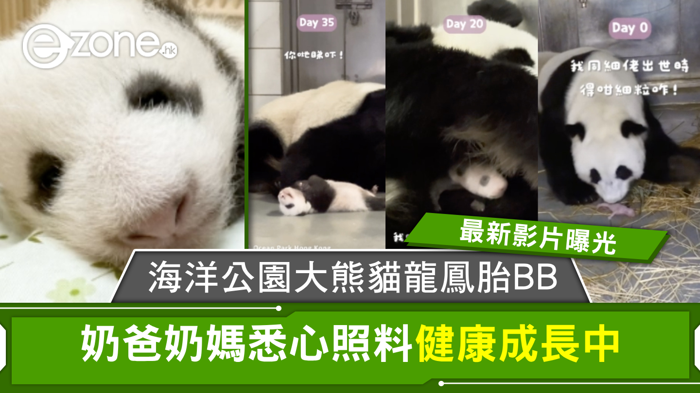 海洋公園大熊貓龍鳳胎BB最新影片曝光！奶爸奶媽悉心照料健康成長中 | ezone
