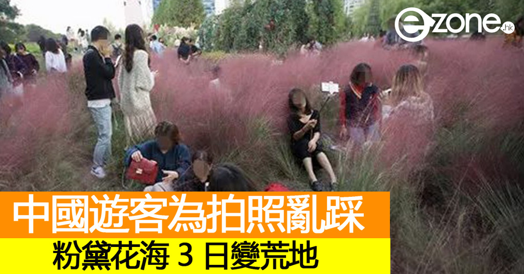 中國遊客為拍照亂踩 粉黛花海 3 日變荒地 | ezone