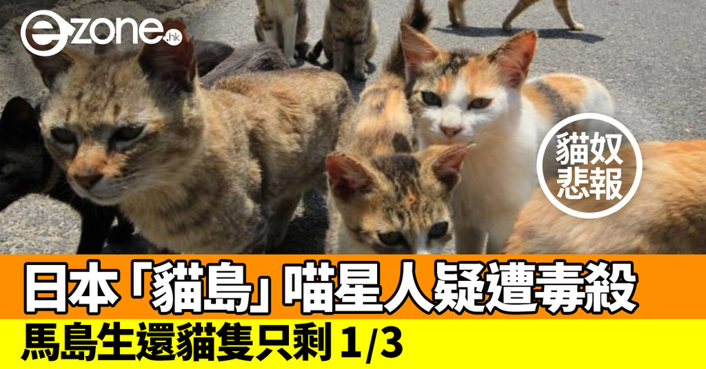 【貓奴悲報】日本「貓島」喵星人疑遭毒殺 馬島生還貓隻只剩 1/3 Ezone