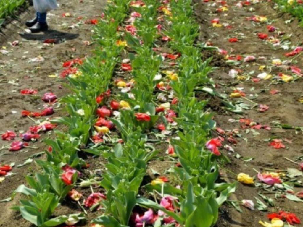 【新冠肺炎】日本佐倉取消「鬱金香節」！忍痛摧毀 80 萬鮮花避人群聚集 | ezone