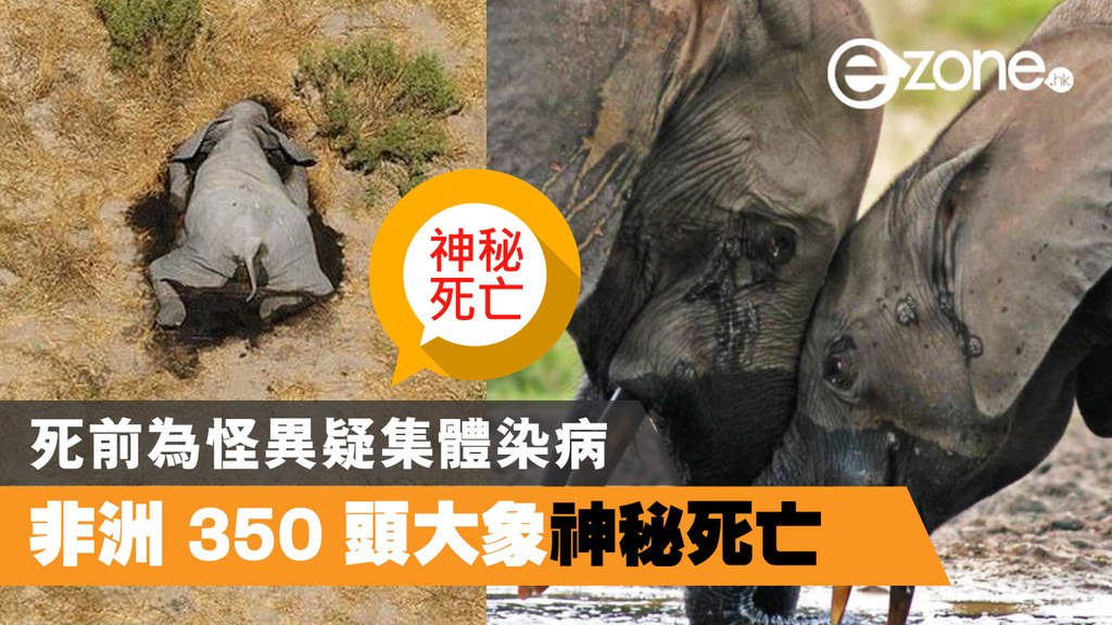 非洲兩個月内 350 頭大象神秘死亡！死前行爲怪異疑集體染病 | ezone