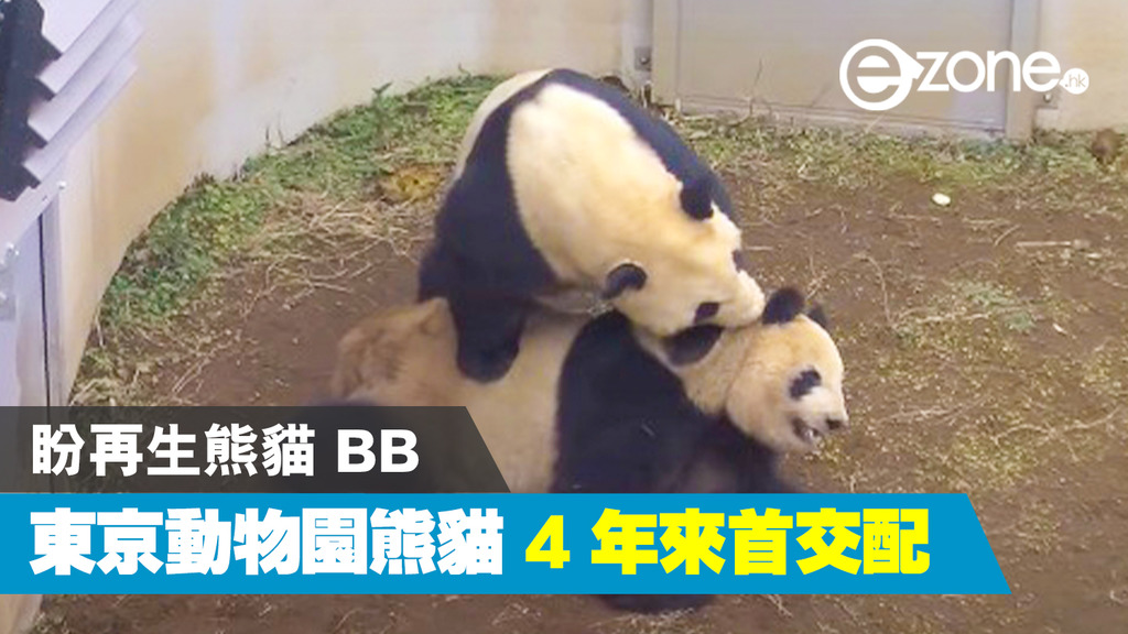 東京動物園熊貓 4 年首交配 盼再生熊貓 BB | ezone