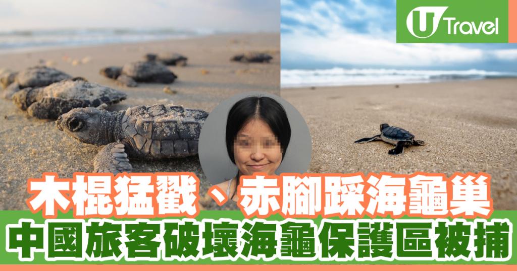 木棍猛戳兼赤腳猛踩海龜巢！ 中國旅客破壞海龜巢穴保護區被捕 | U Travel