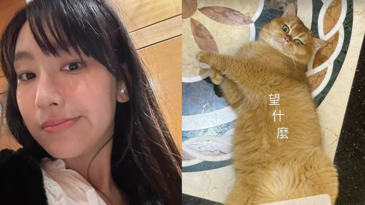 炎明熹新寵「炎三料」係超可愛英短！ 愛貓IG一日狂吸粉人氣直逼媽咪 | UHK 港生活