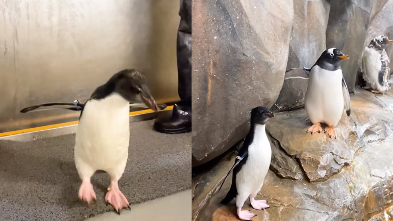 海洋公園企鵝BB首次進入展館 興奮小跳步「入伙」新屋賣萌 | UHK 港生活