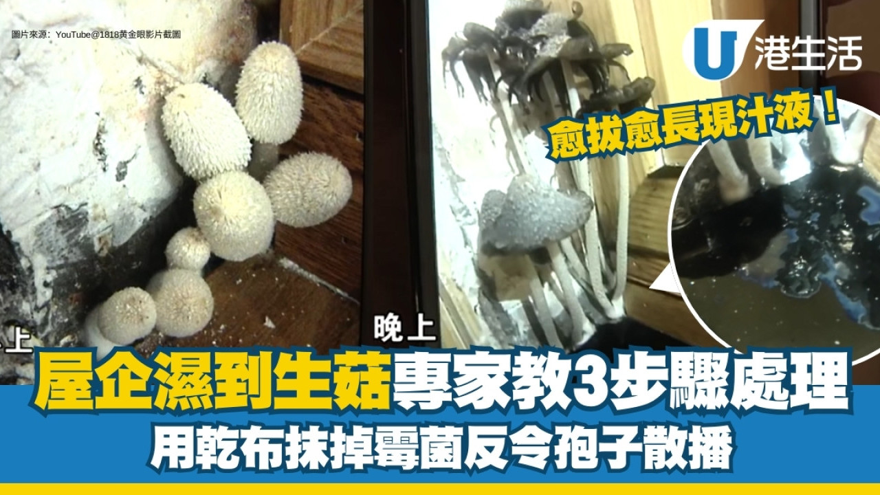 屋企潮濕發霉生菇流黑色汁嘔心！家中3處最易生菇！專家受訪3步正確鏟走霉菌勿用乾布抹 | UHK 港生活